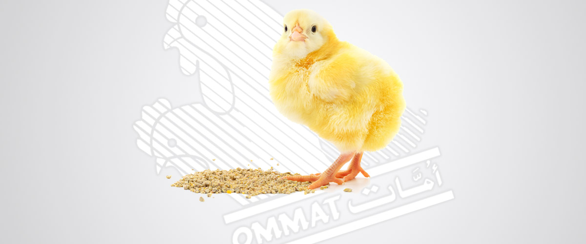 OMMAT Group – مجموعة أمات